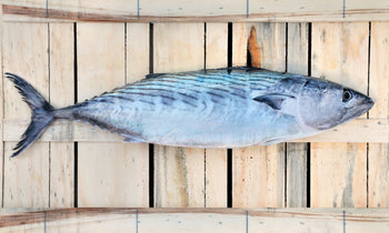 Cos'è la palamita: che pesce è, sapore e differenze con il tonno ...